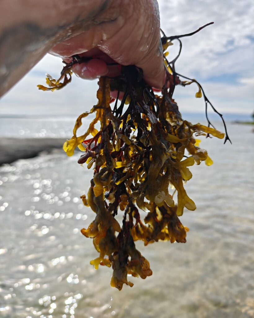 Why Wild Baltic Bladderwrack is Transforming Modern Skincare - Saaren ...