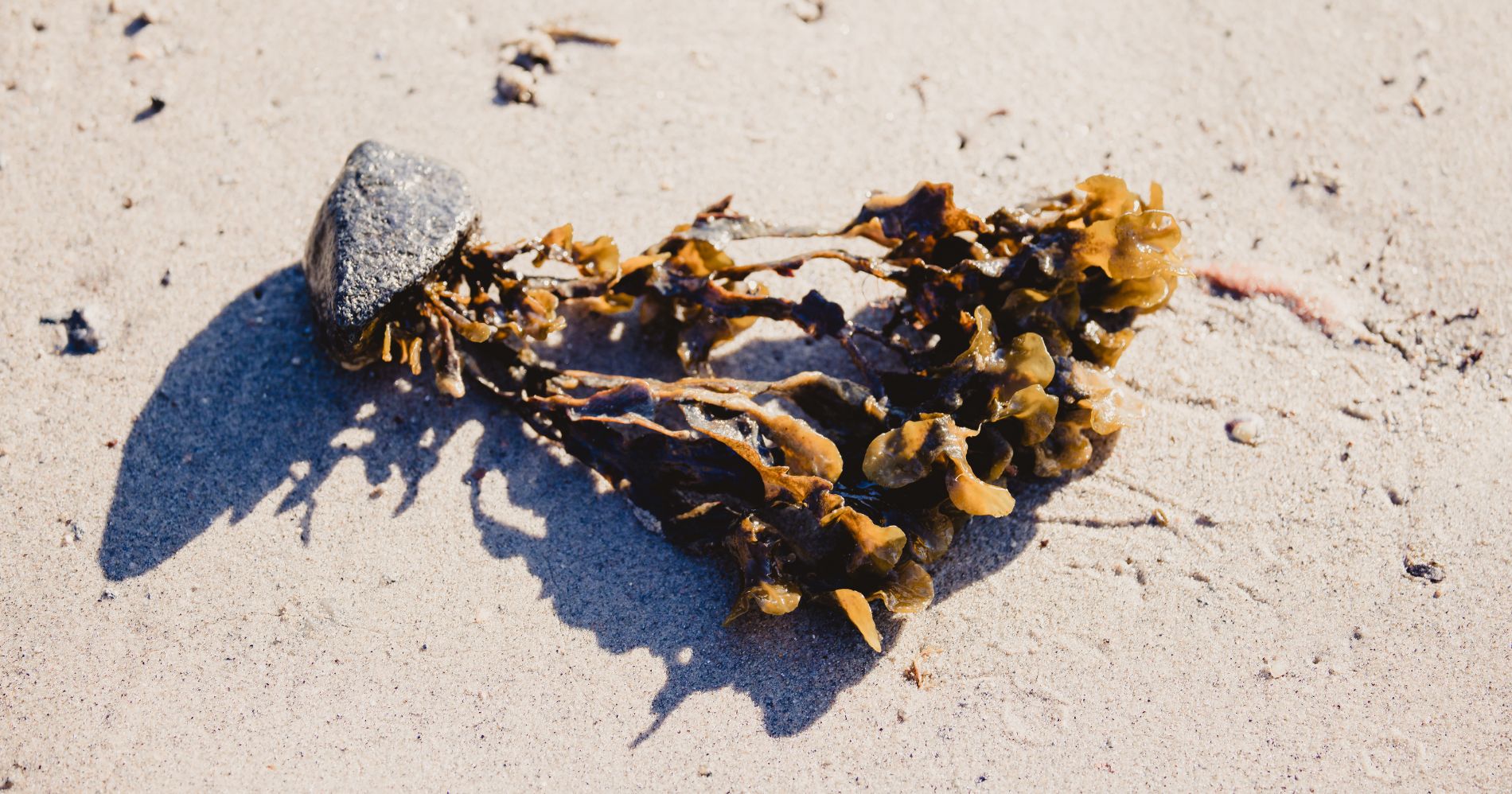 Why Wild Baltic Bladderwrack is Transforming Modern Skincare - Saaren ...